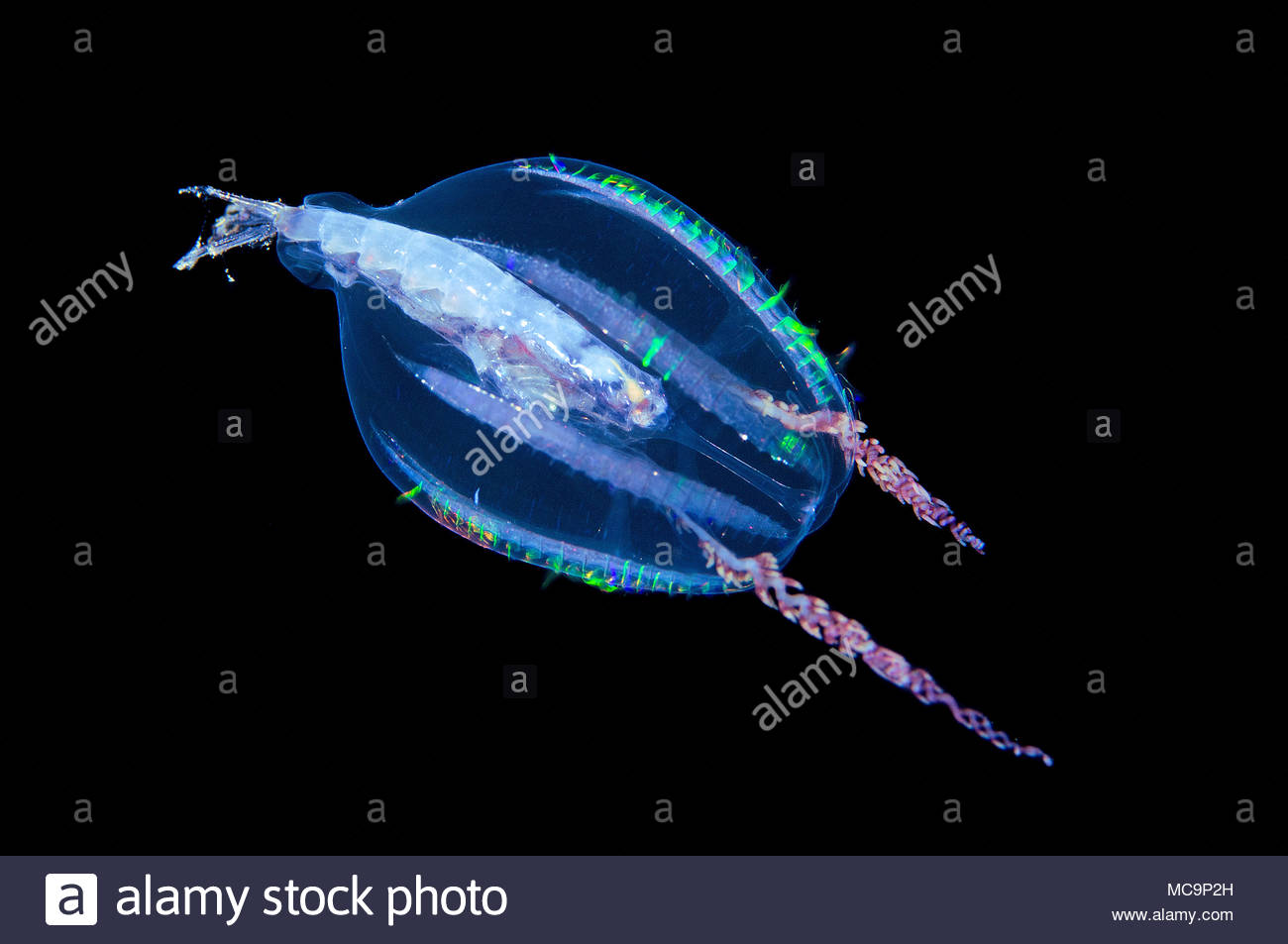 Pleurobrachia Stock Photos & Pleurobrachia Stock Images - Alamy