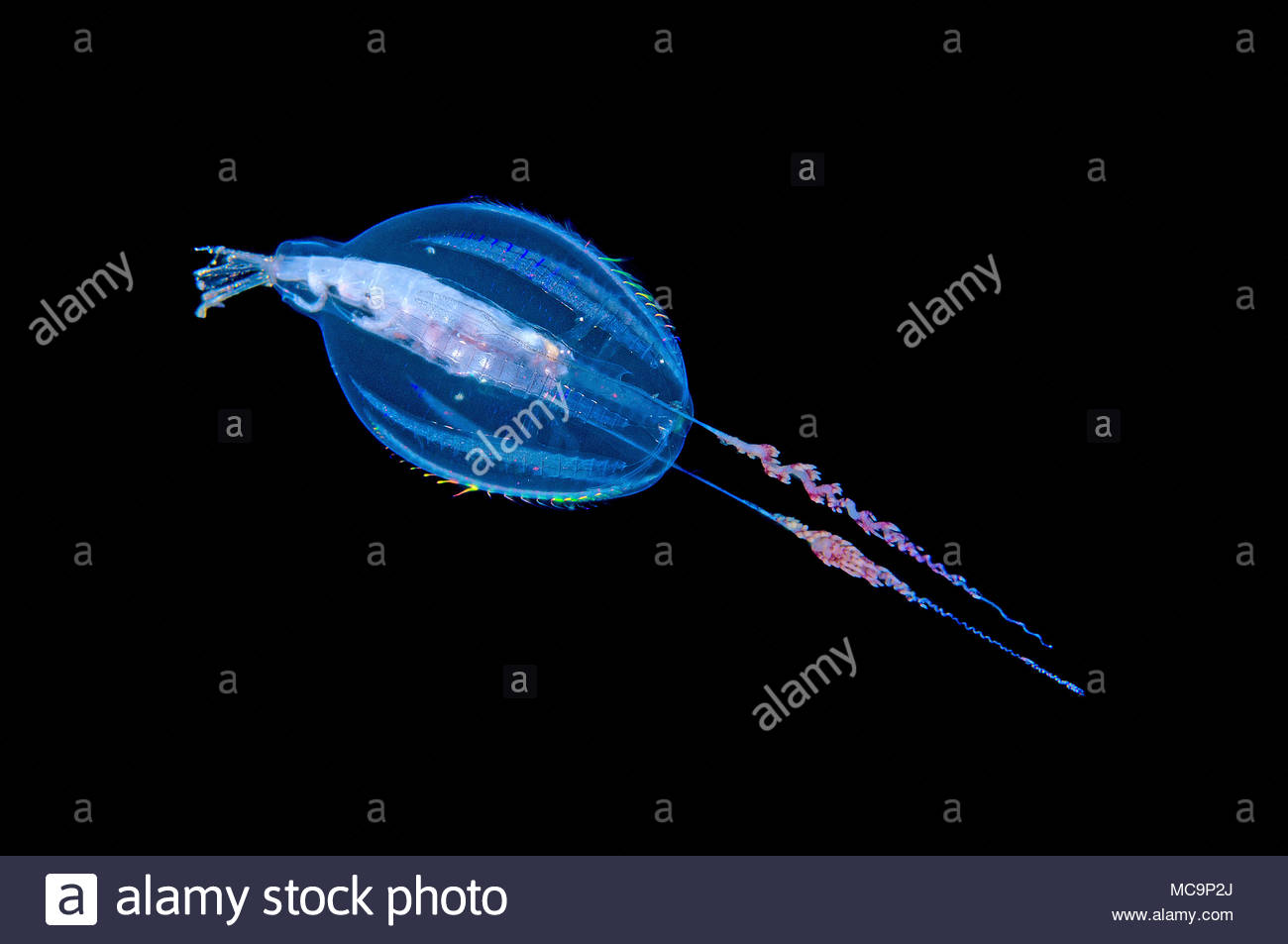 Pleurobrachia Stock Photos & Pleurobrachia Stock Images - Alamy