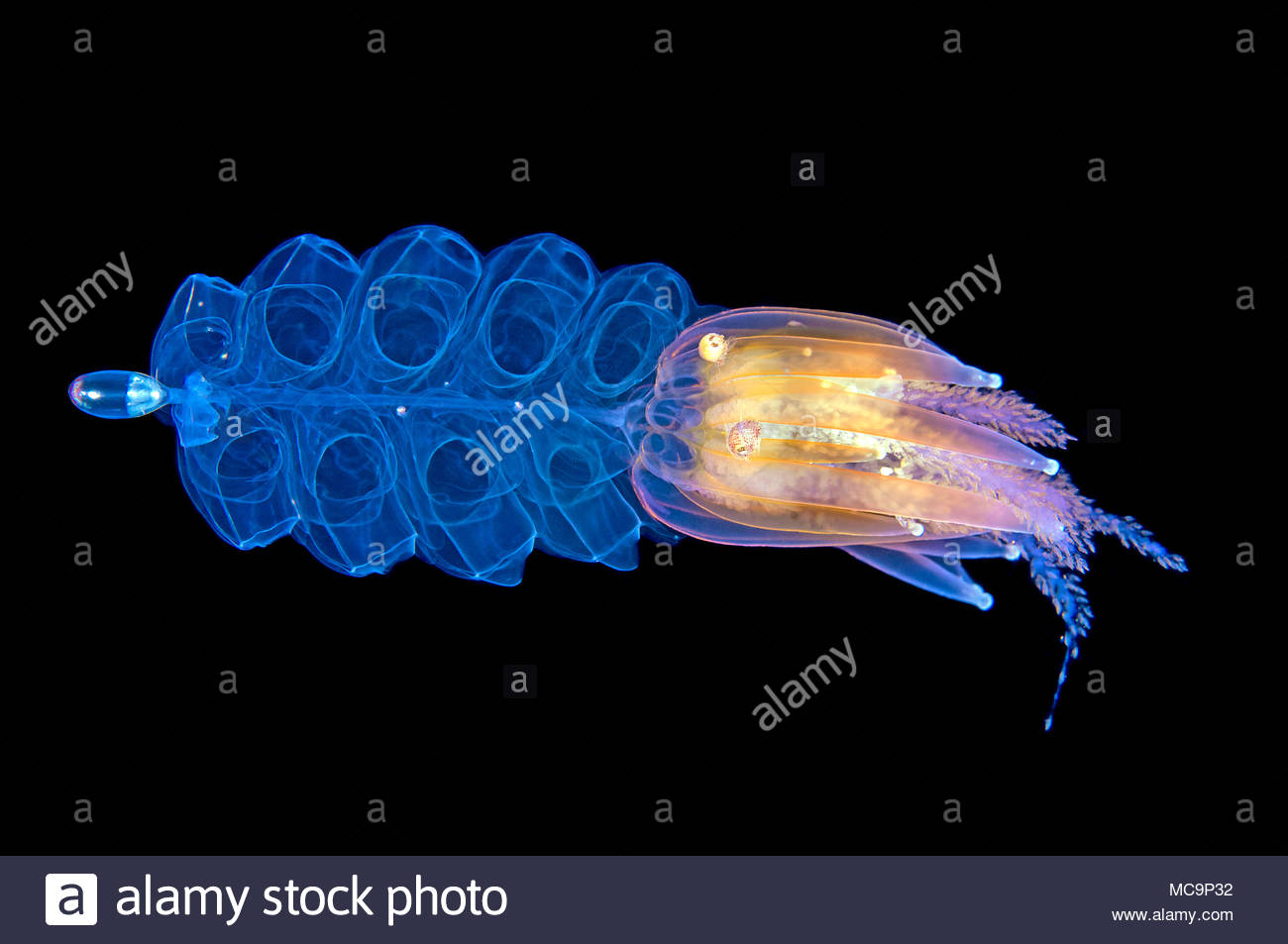 Siphonophorae Stock Photos & Siphonophorae Stock Images - Alamy