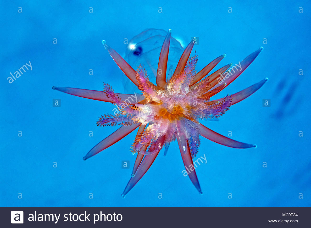 Siphonophorae Stock Photos & Siphonophorae Stock Images - Alamy