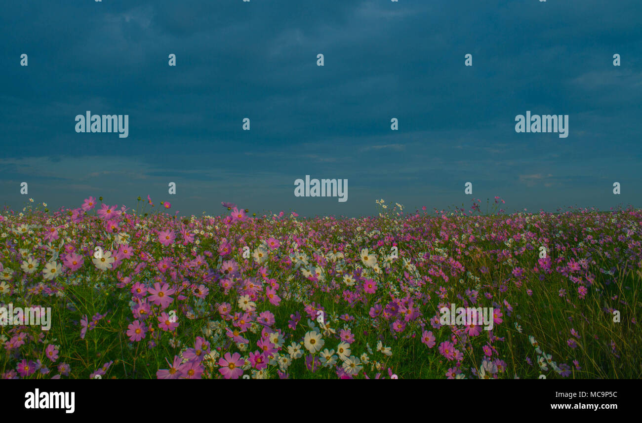 African landscape with cosmos flowers and blue overcast sky for ...