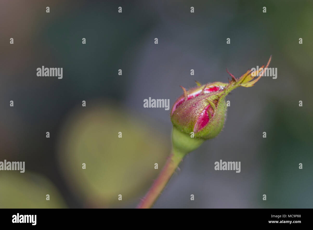 very closed rosebud Stock Photo - Alamy