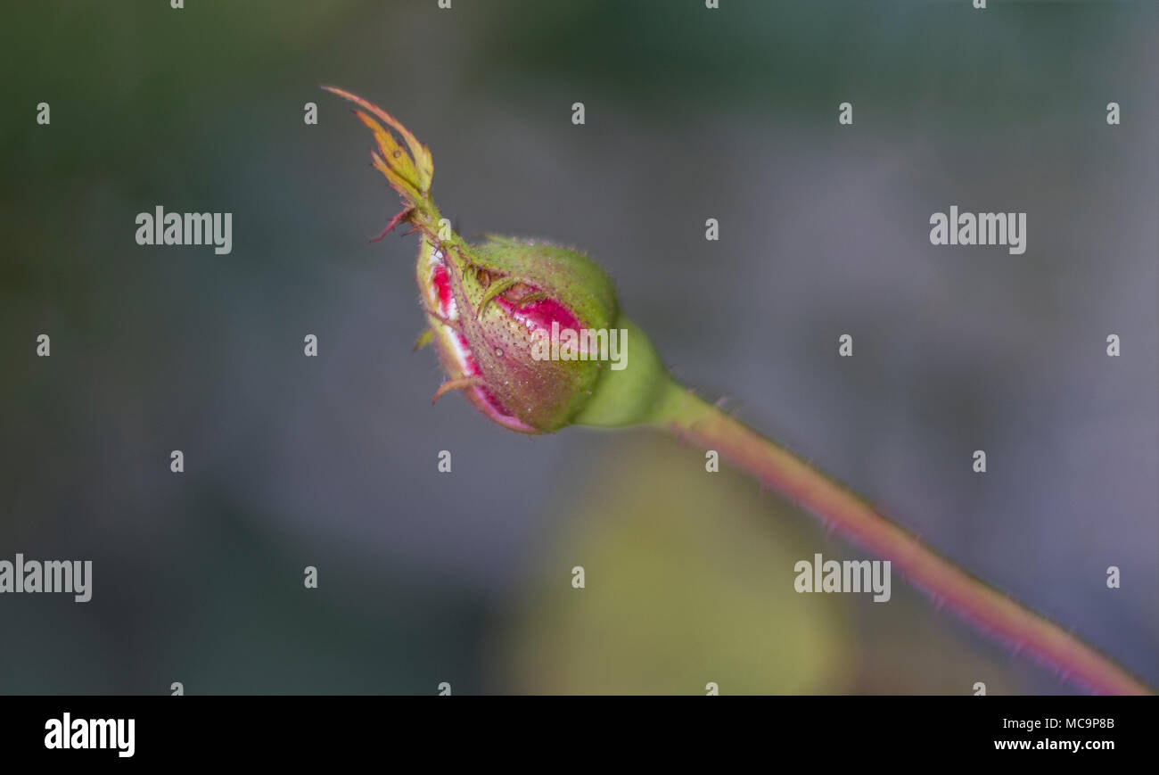 very closed rosebud Stock Photo - Alamy