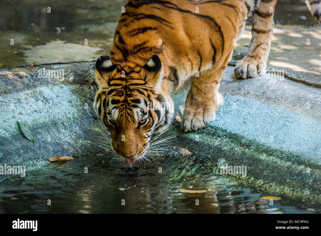 Bengal tigers are drinking water Stock Photo - Alamy