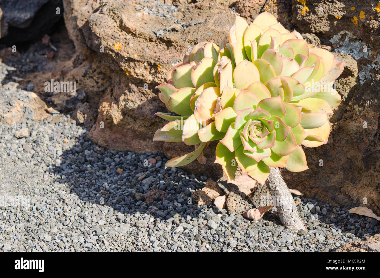 Aeonium, typical of the Canary Islands. Rosette with perfect symmetry ...