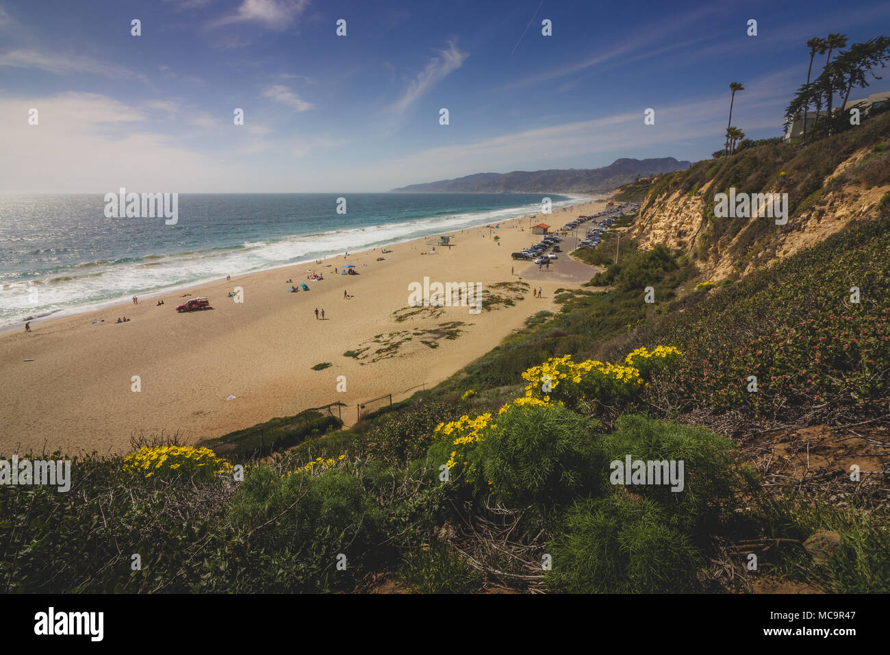 Relaxing clifftop view of yellow wildflowers blooming at Point Dume ...