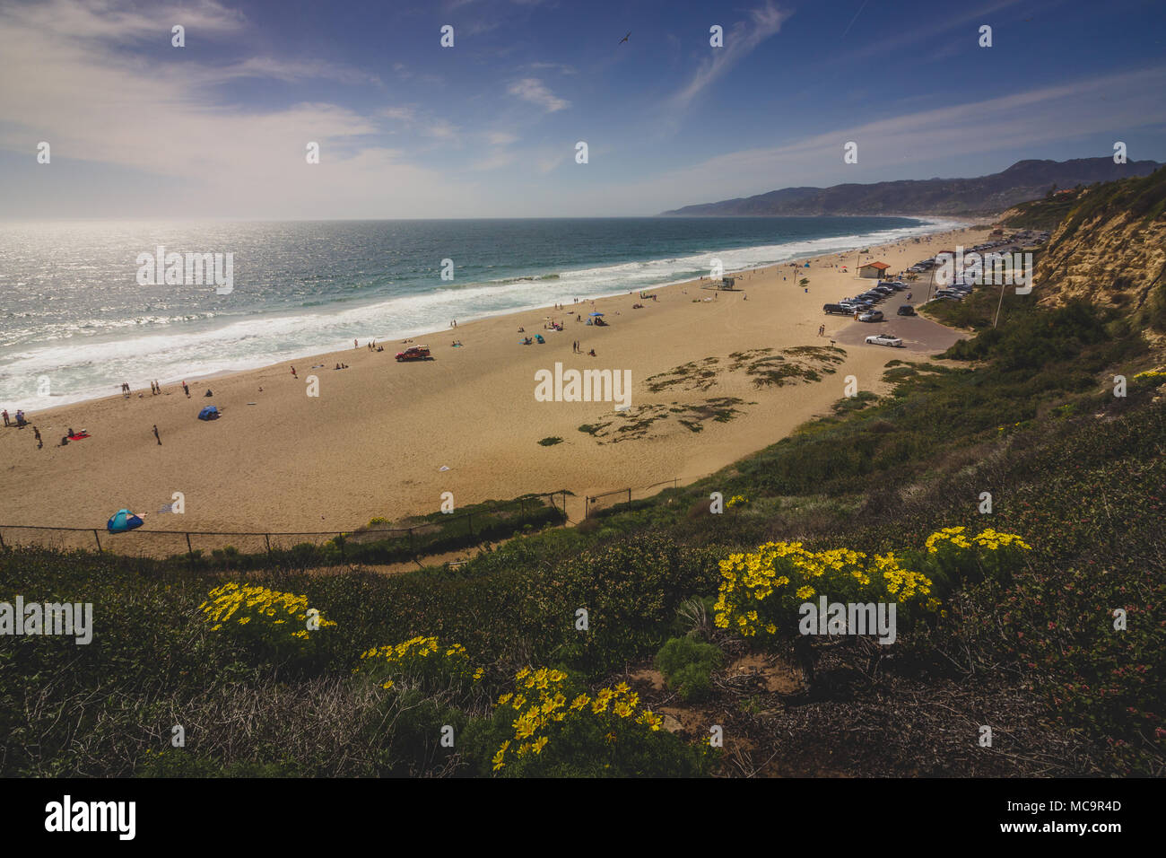 Relaxing clifftop view of yellow wildflowers blooming at Point Dume ...