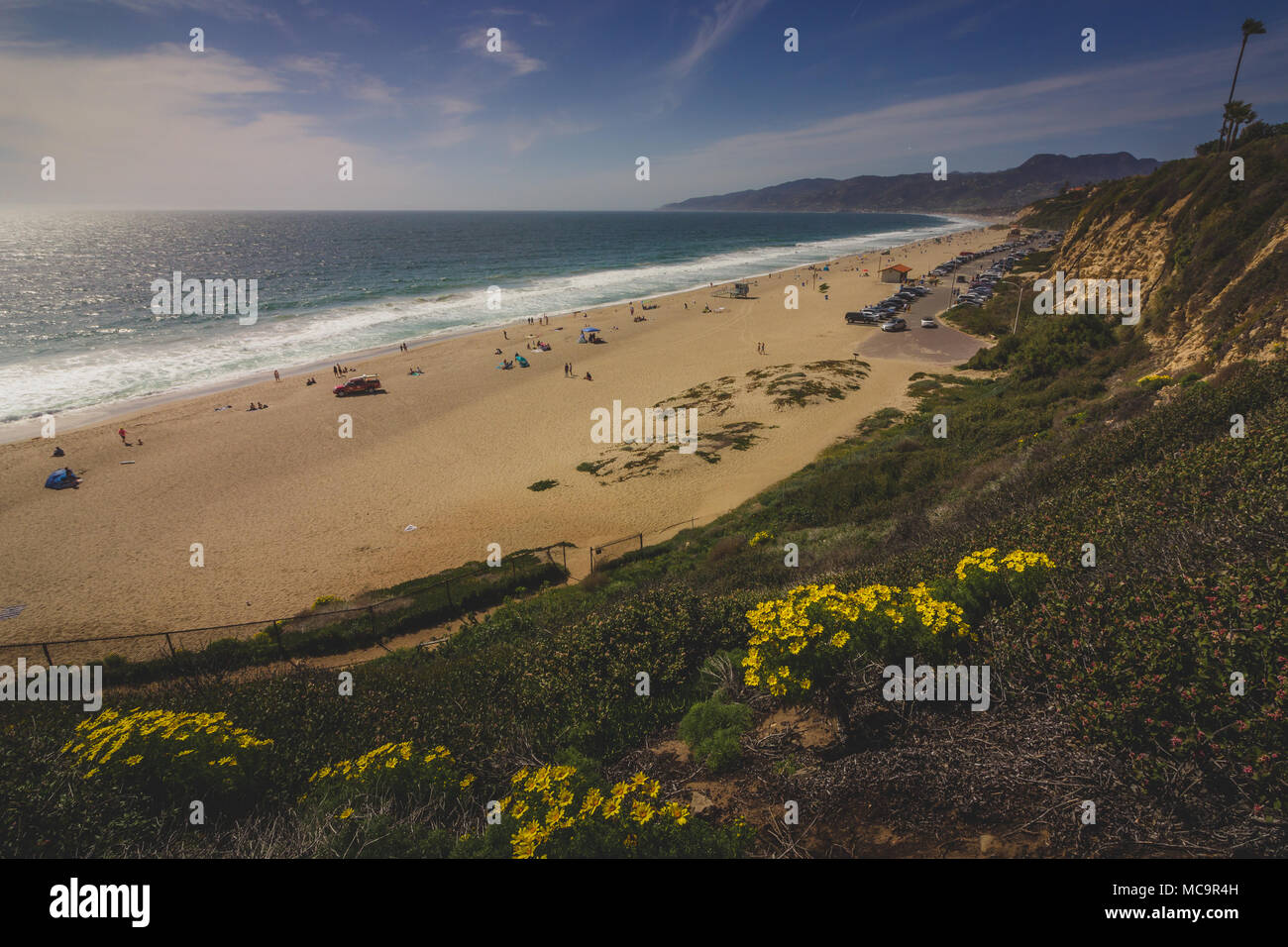 Relaxing clifftop view of yellow wildflowers blooming at Point Dume ...