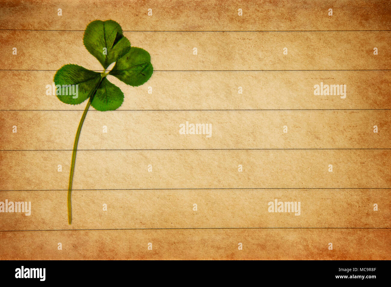 Pressed four-leaved clover on aged parchment paper Stock Photo - Alamy
