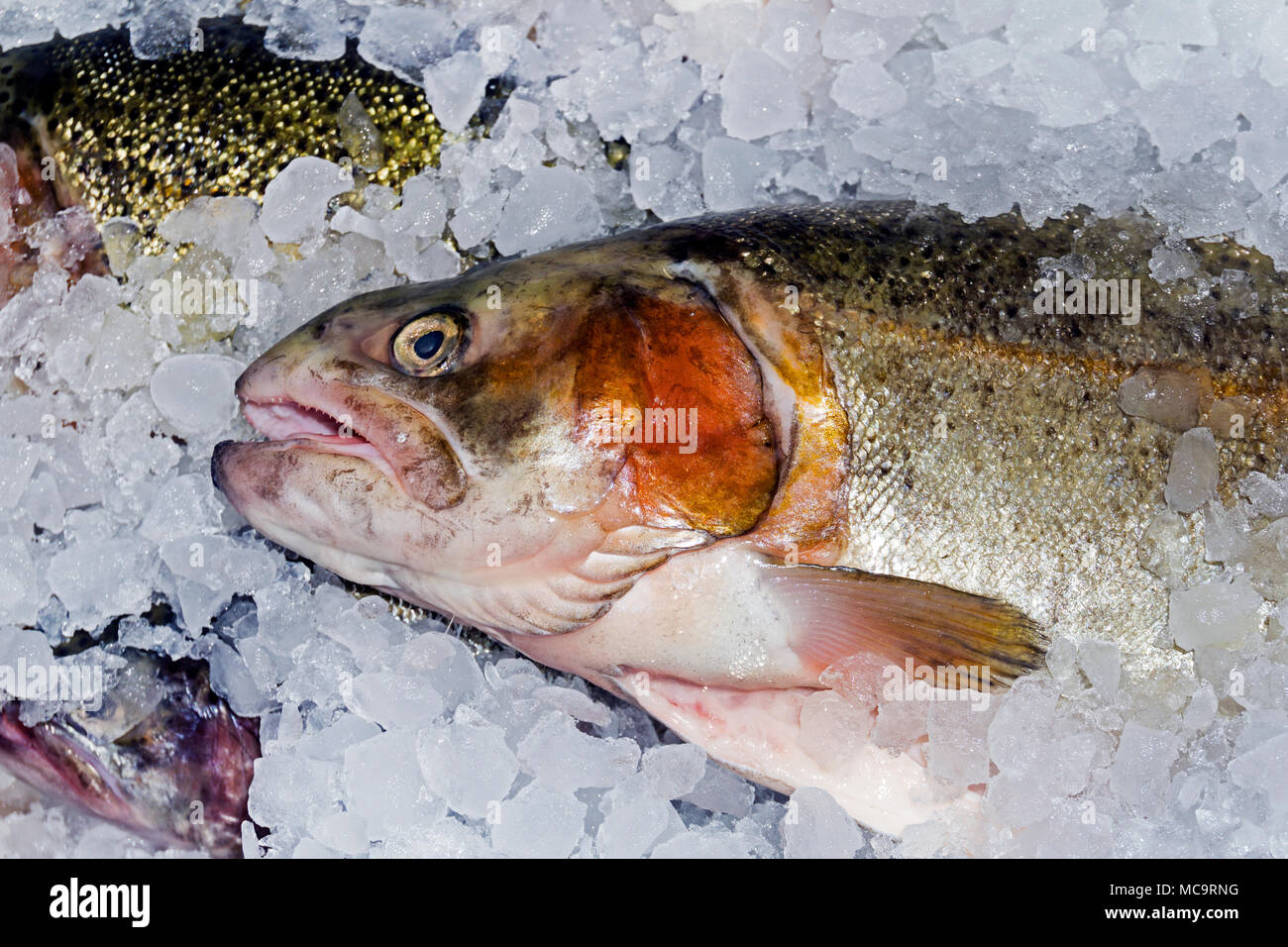 Freshly frozen on ice hi-res stock photography and images - Alamy