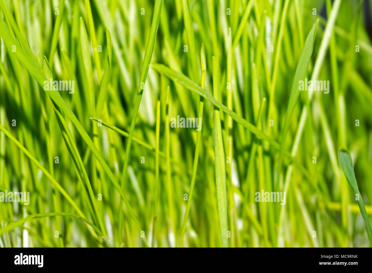 background - young bright green tender spring grass, wheat germs Stock ...