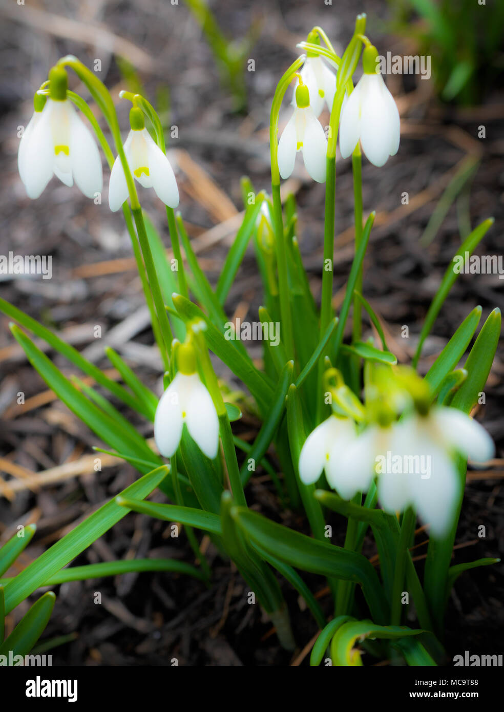 Snowdrops and leaves hi-res stock photography and images - Alamy
