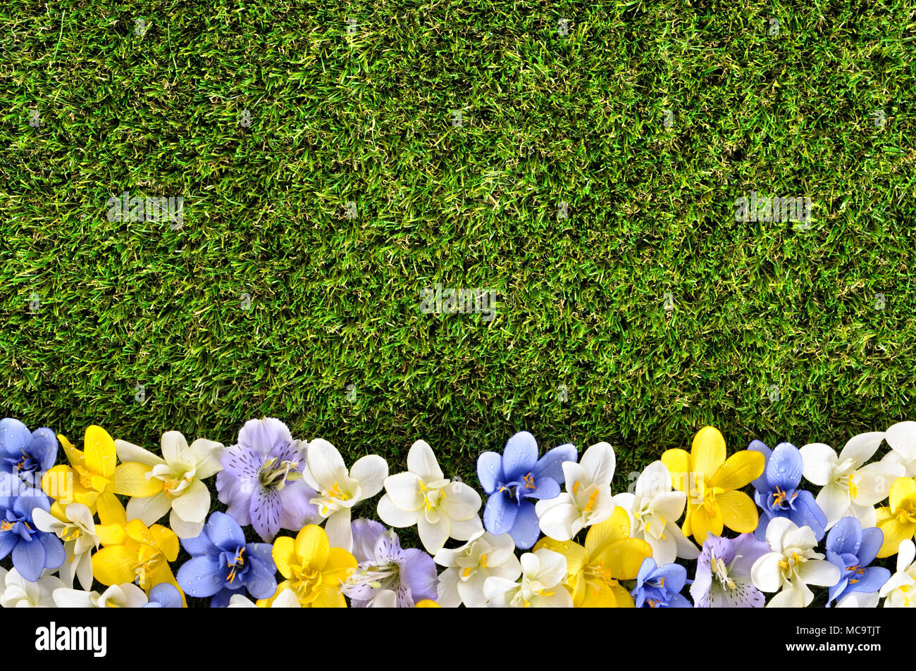 Spring flower border background, grass copy space Stock Photo - Alamy
