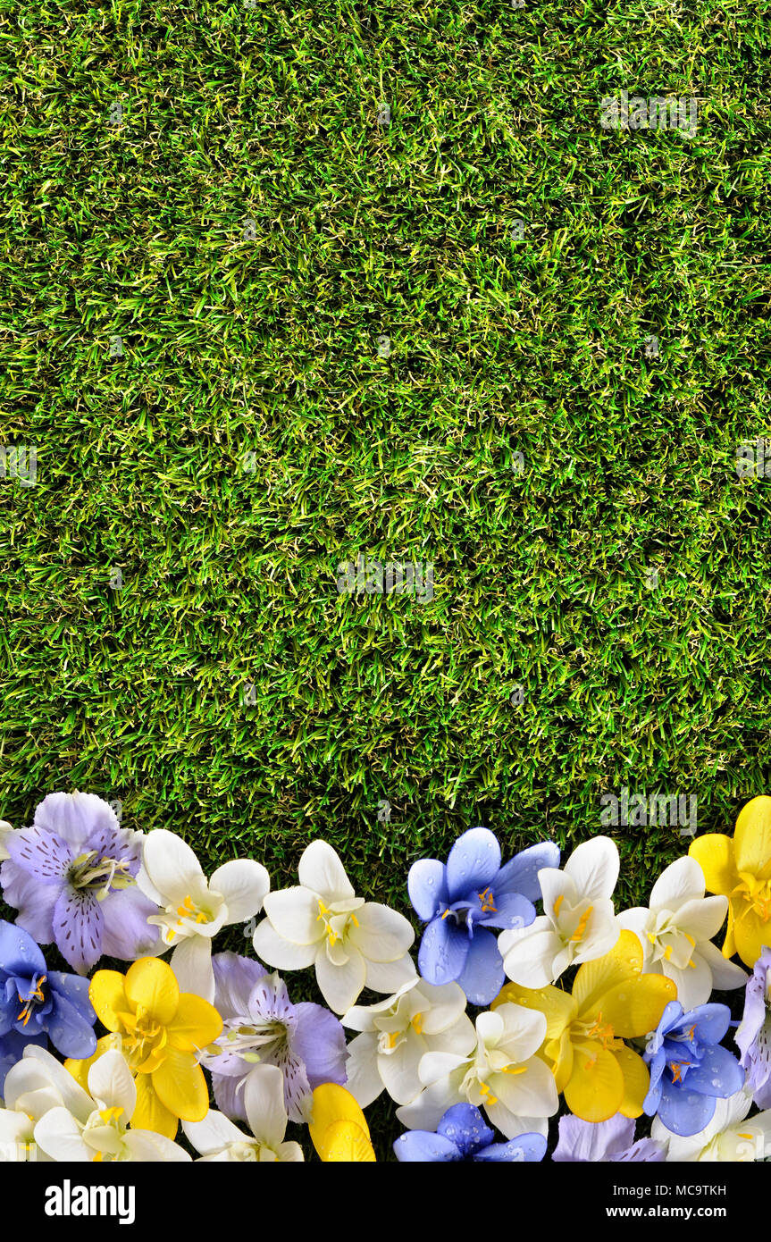 Spring flower border background, grass copy space Stock Photo - Alamy