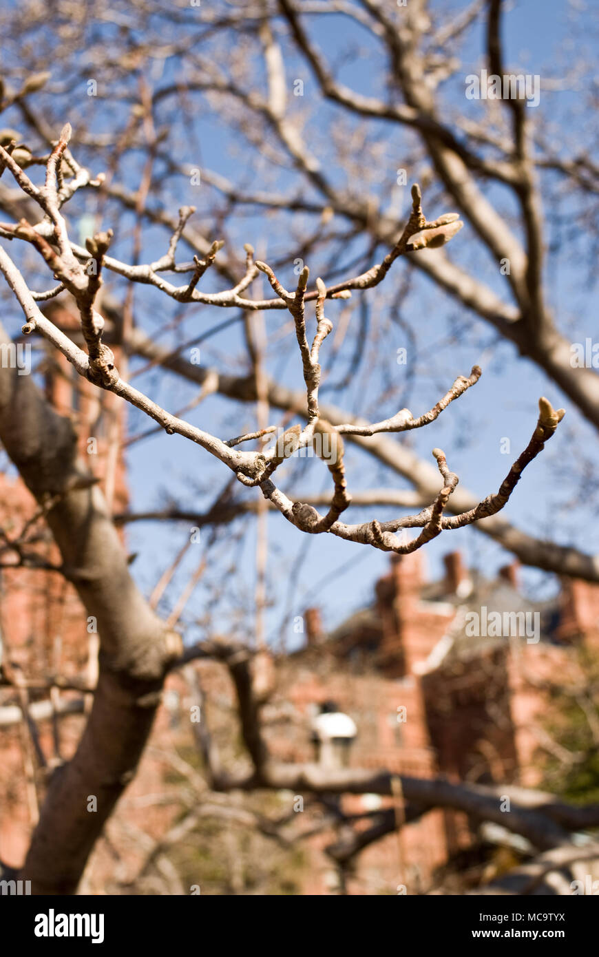 a sparse dead tree limb in front of brick building Stock Photo - Alamy