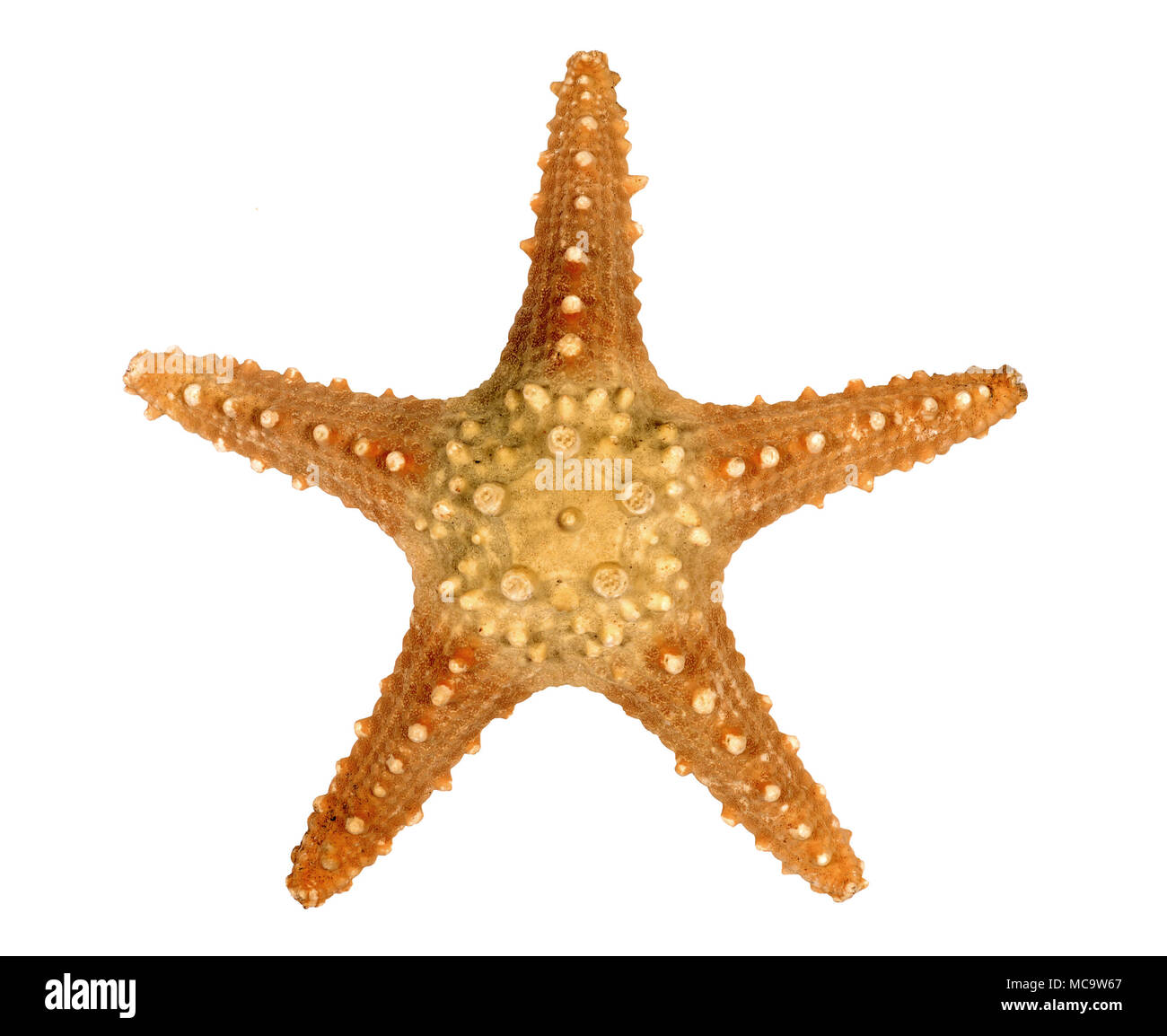 Spiny starfish isolated on white background Stock Photo - Alamy