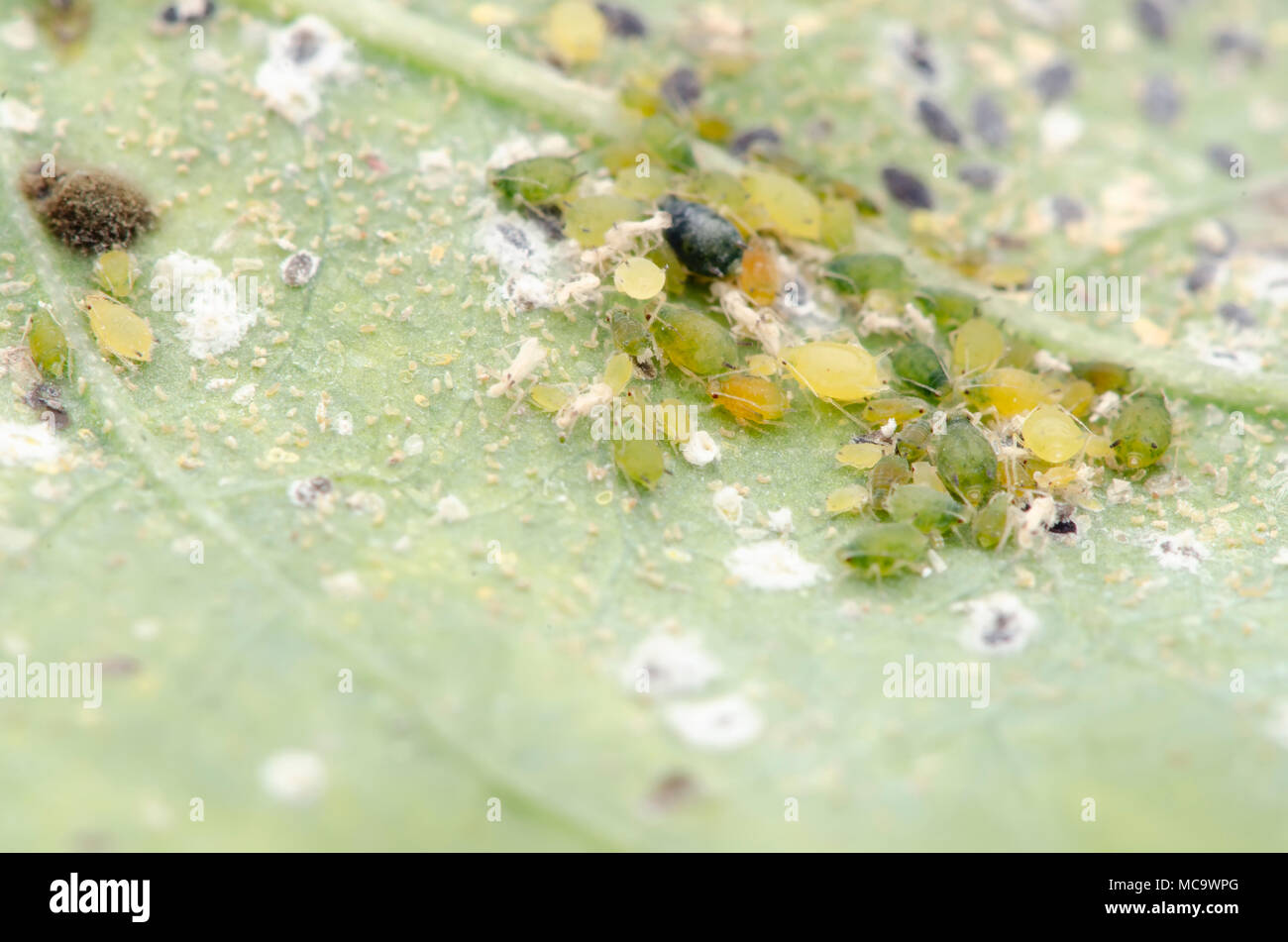 Aphids on leaf . Aphids is a pest to plant Stock Photo - Alamy