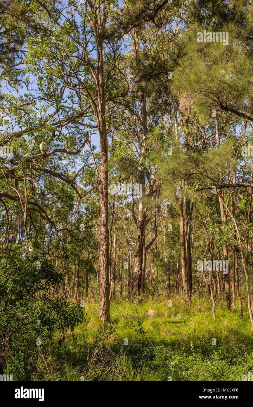 Tall trees in a wooded area, surrounded with grass Stock Photo - Alamy