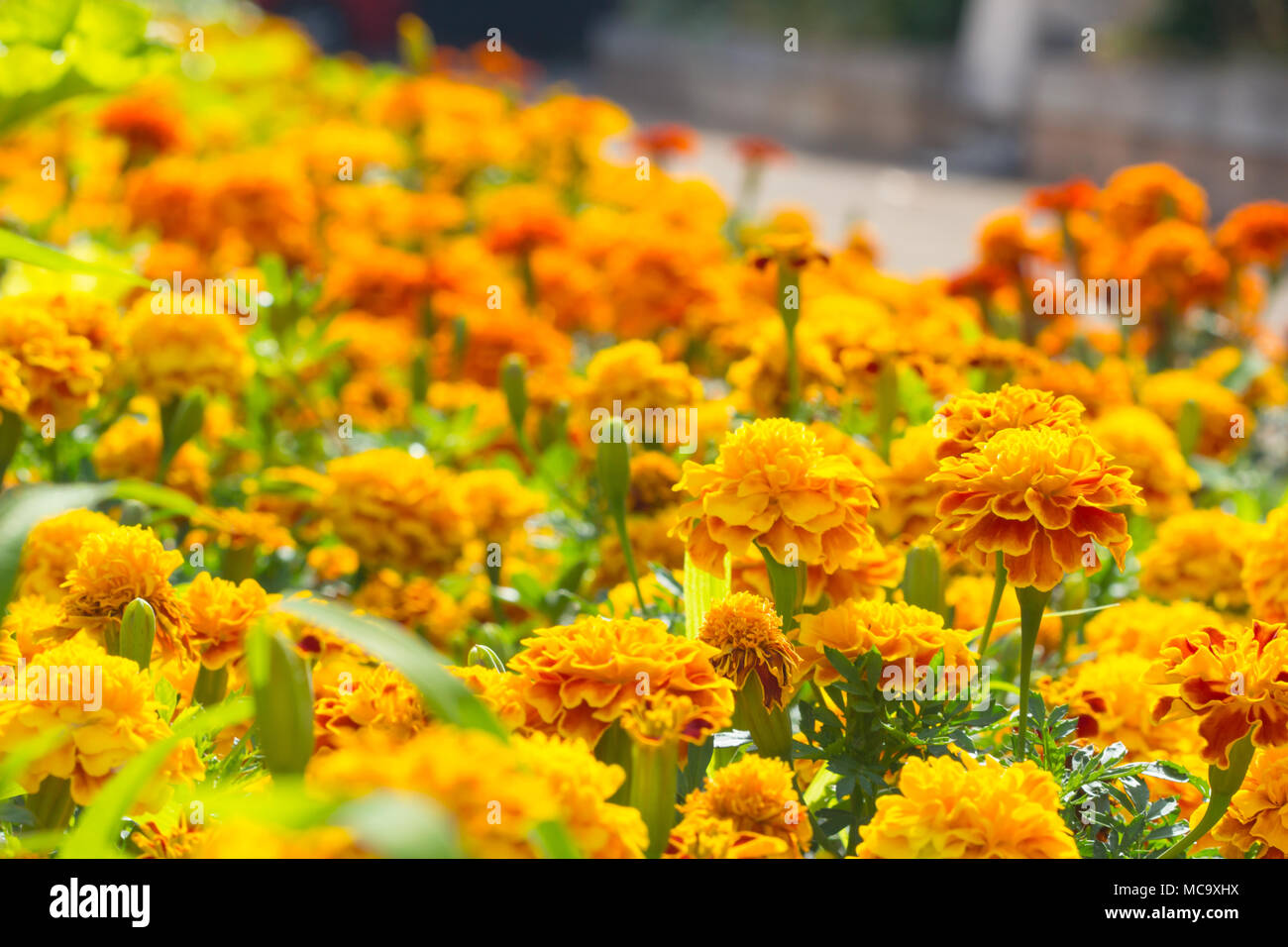 Marigolds flowers in the garden. Orange,Yellow Flower. Calendula in the ...