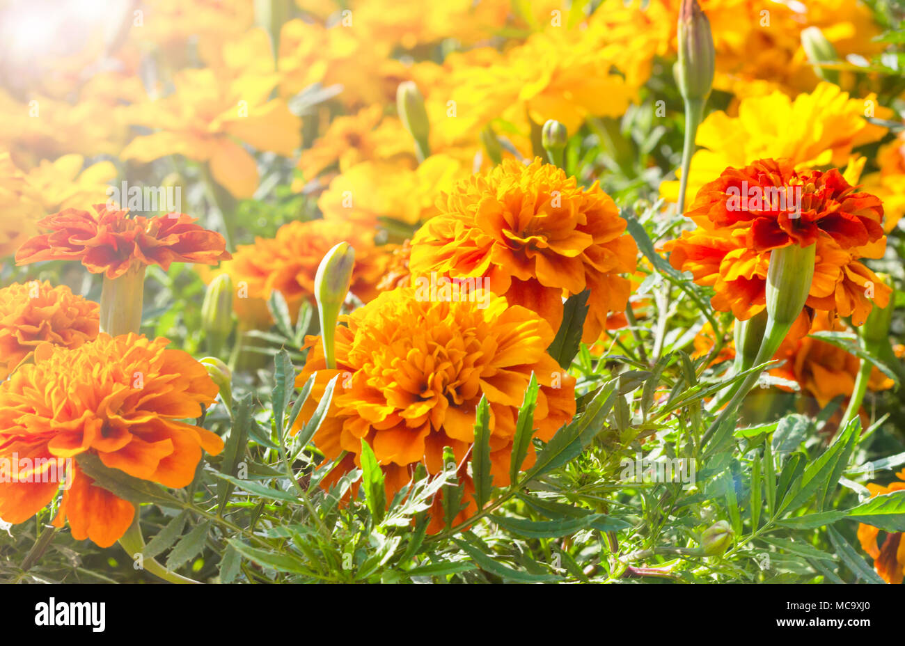Marigolds flowers in the garden. Orange,Yellow Flower. Calendula in the ...