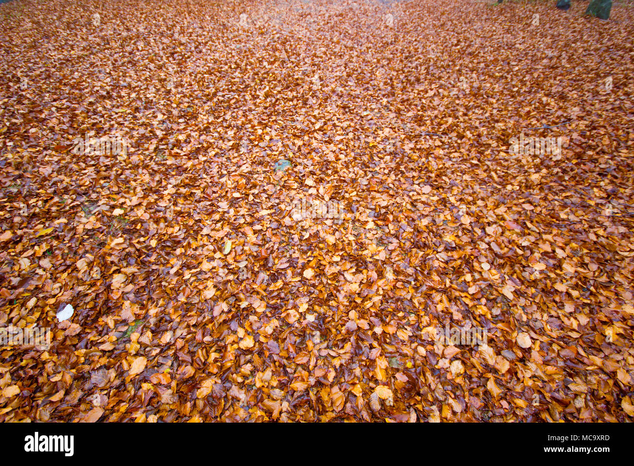 Fallen leaves, Dry leaves fall in autumn forest background Stock Photo ...