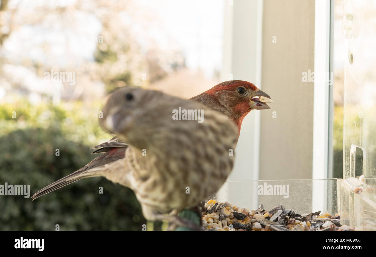 A Male House Finch looks ahead in between bites foraging for seeds ...