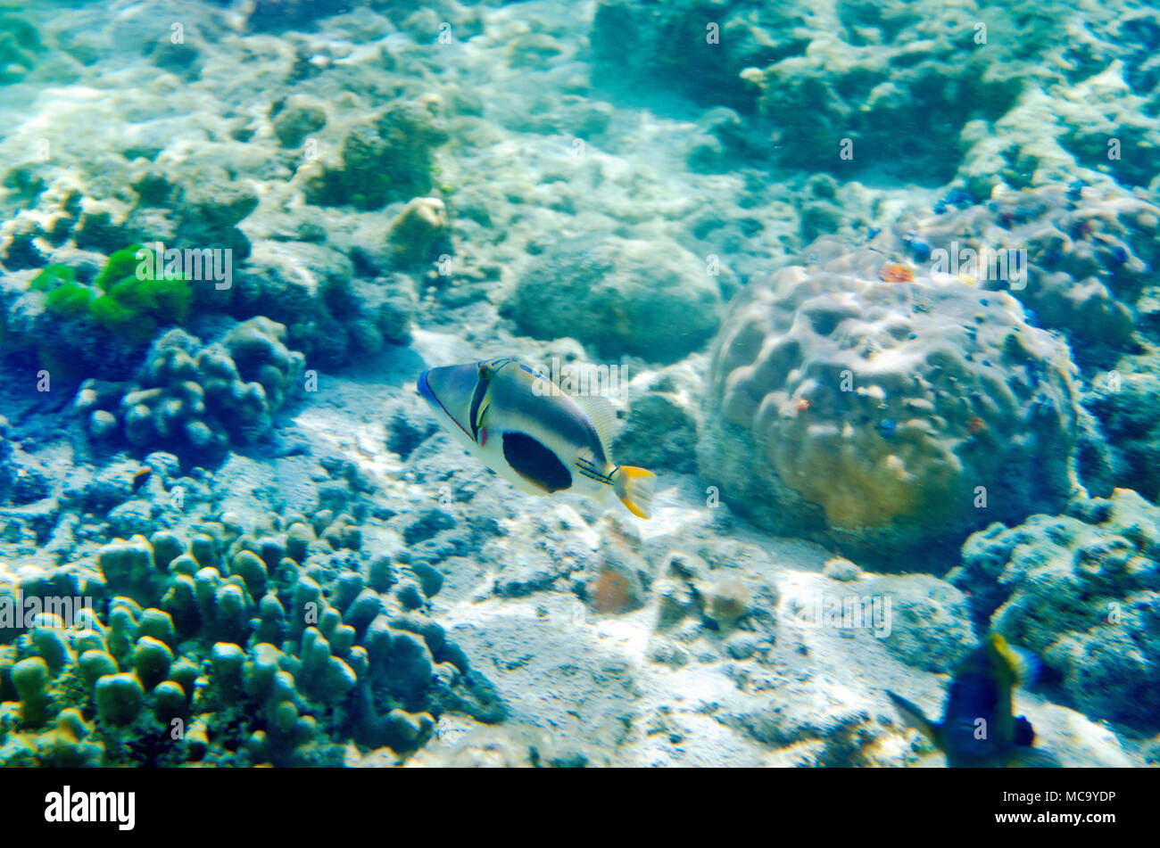Underwater world sulu sea hi-res stock photography and images - Alamy