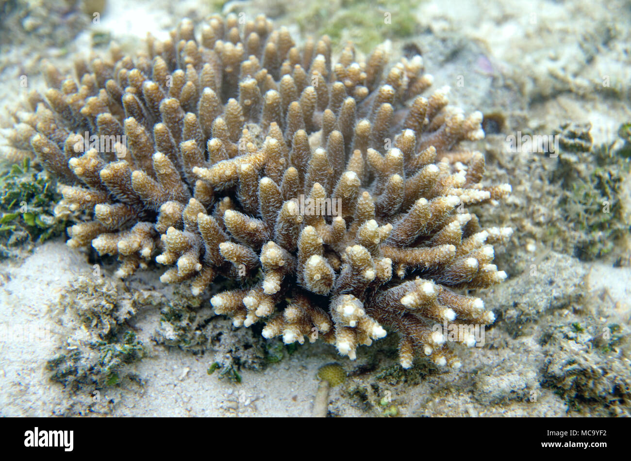 The underwater world of the Sulu Sea Stock Photo - Alamy