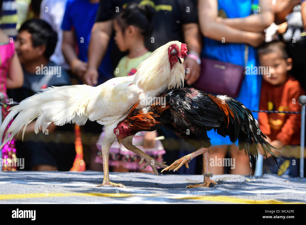 (180414) -- XISHUANGBANNA, April 14, 2018 (Xinhua) -- Roosters fight ...