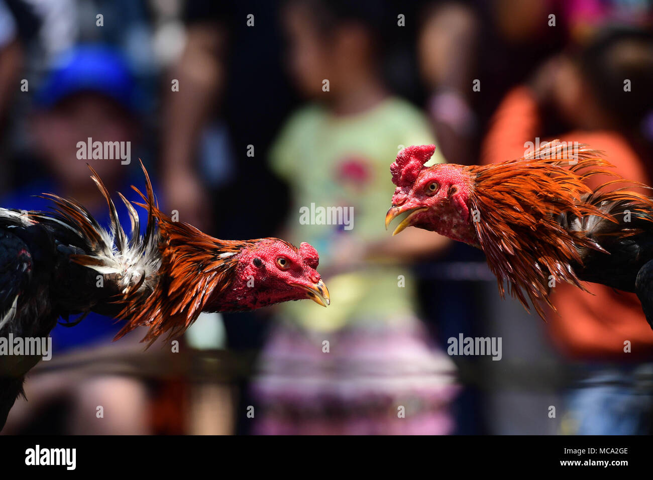(180414) -- XISHUANGBANNA, April 14, 2018 (Xinhua) -- Roosters are ...