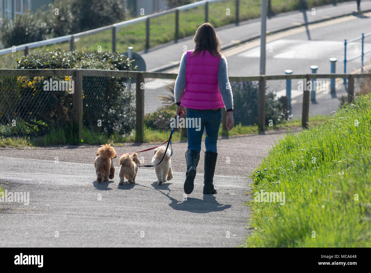 Woman walking with three dogs on a lead Stock Photo - Alamy