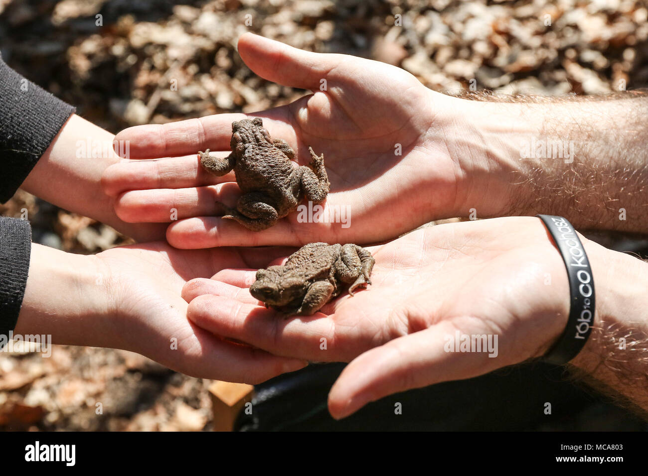 Gdansk, Poland 14th April 2018 Let the frog go action. Ecologists ...