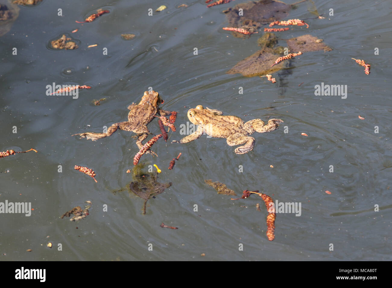 Toad let hi-res stock photography and images - Alamy