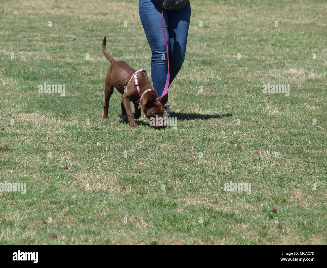 Dallas, USA 14th April 2018 Downtown Garland is holding Heritage ...