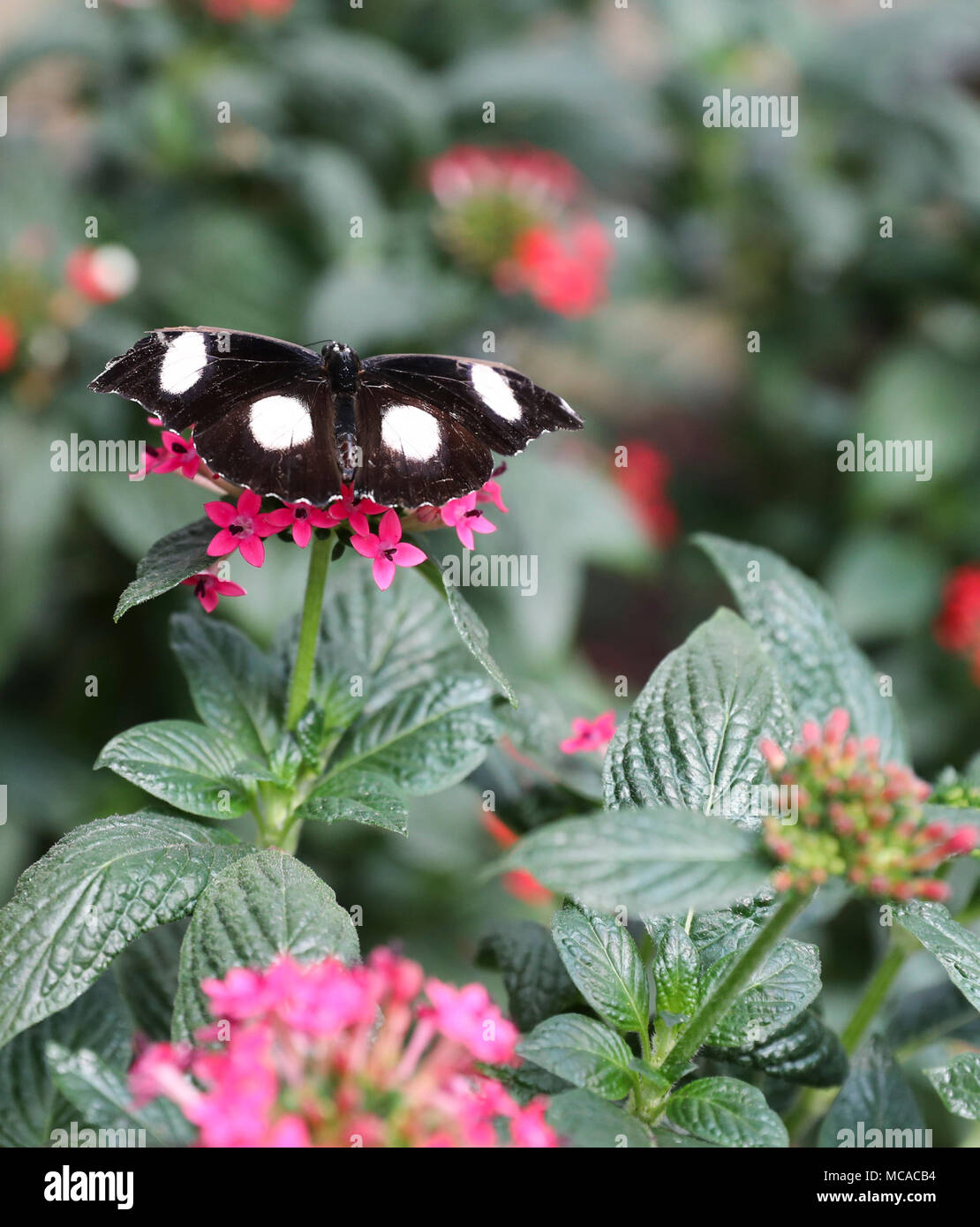 London, April 14. 16th Sep, 2018. A butterfly rests on a plant at the ...