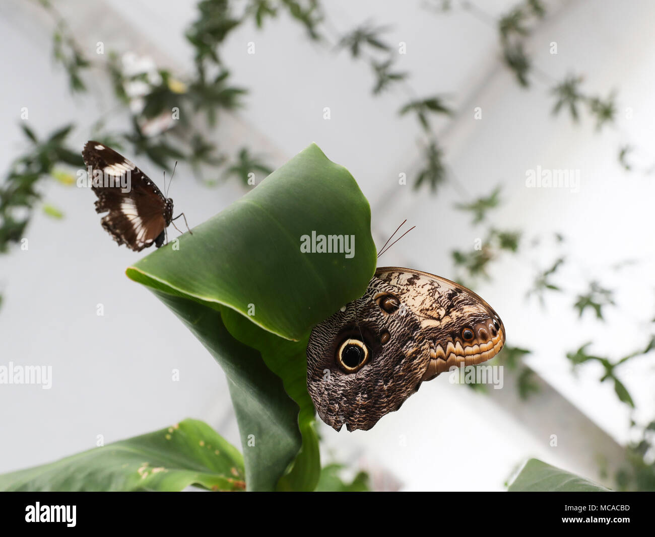 Sensational butterflies hi-res stock photography and images - Alamy