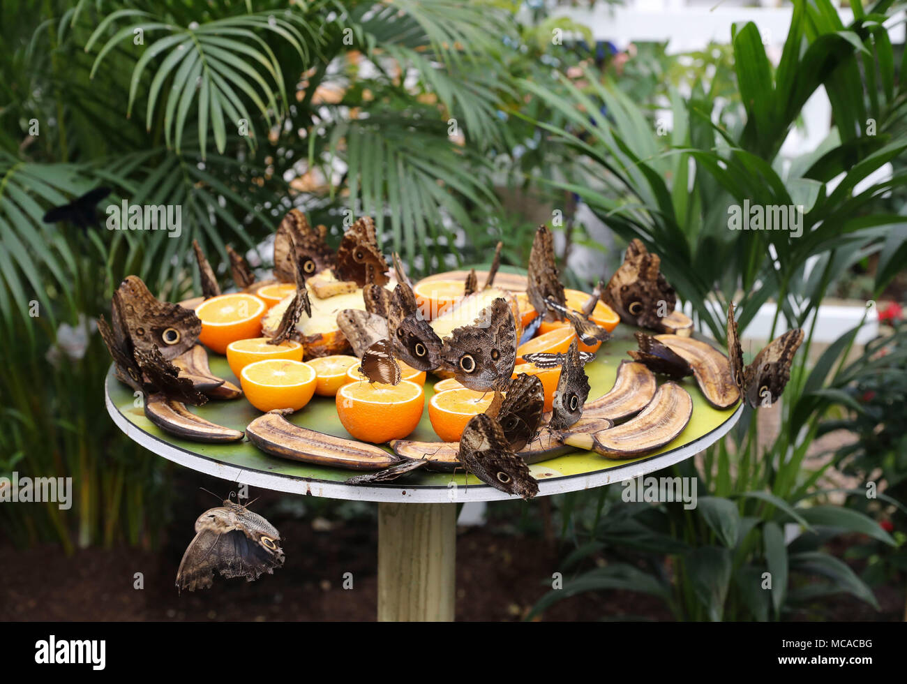 London, April 14. 16th Sep, 2018. Butterflies are seen at the ...