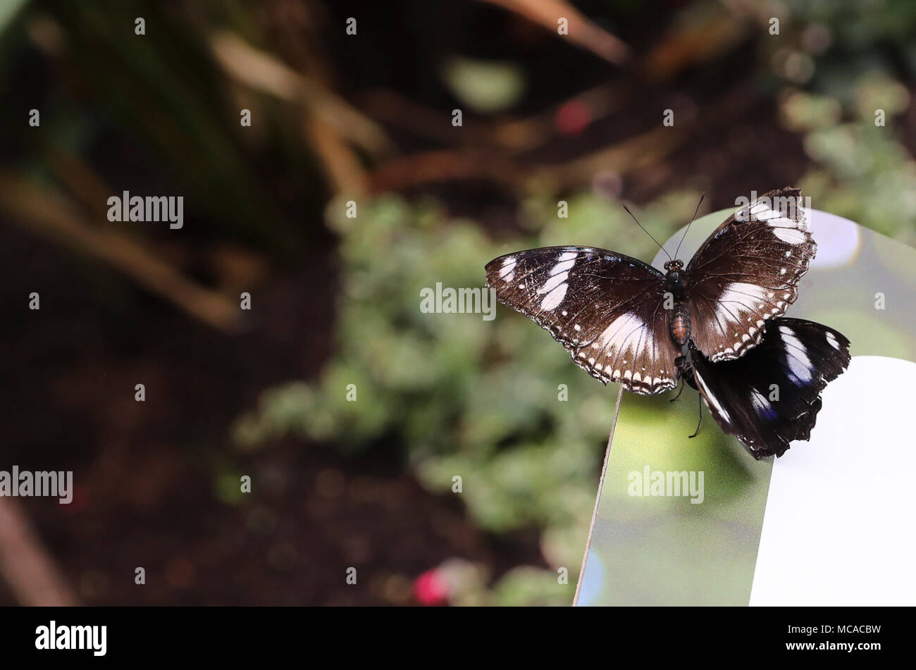 London, April 14. 16th Sep, 2018. Butterflies rest on a board at the ...