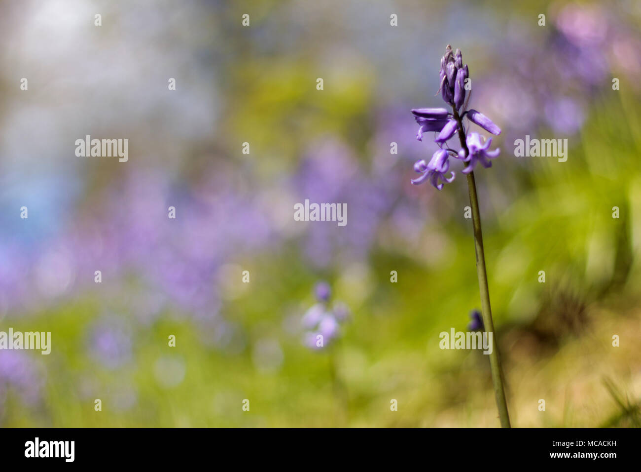 Scottish Bluebell Flowers Stock Photo - Alamy