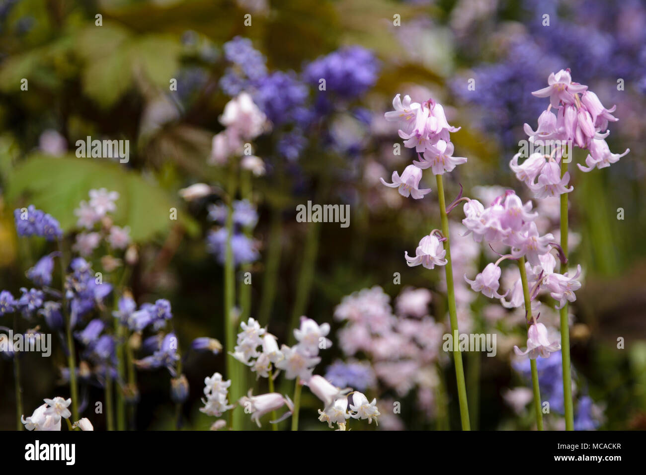 Scottish Bluebell Flowers Stock Photo - Alamy
