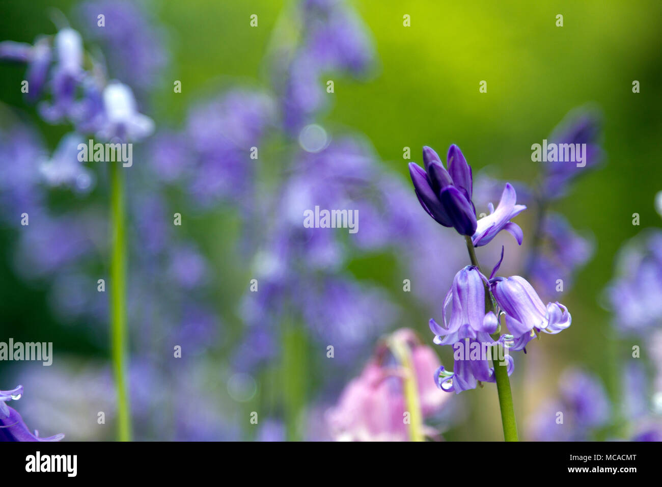 Scottish Bluebell Flowers Stock Photo - Alamy