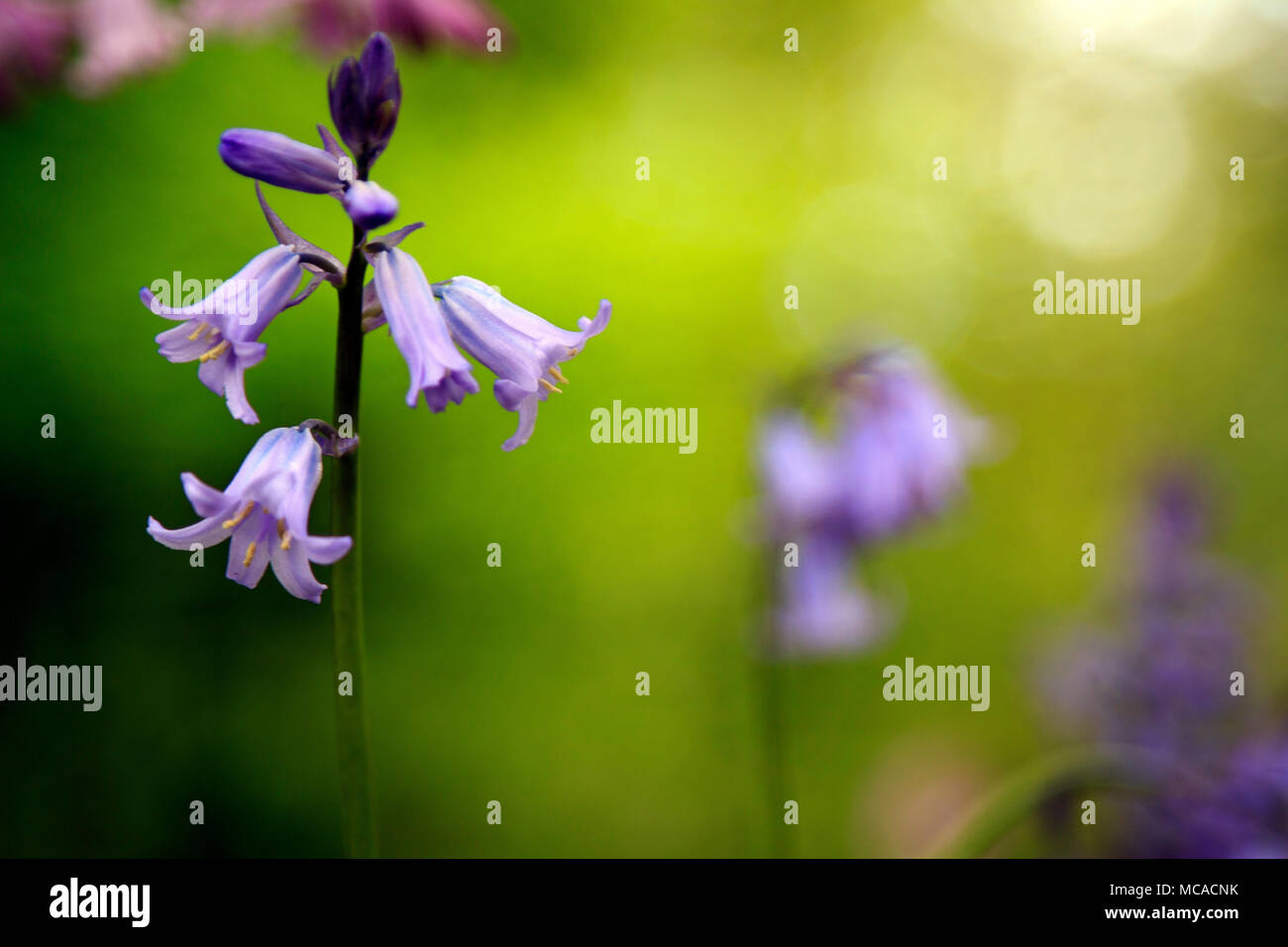 Bluebelle of scotland hi-res stock photography and images - Alamy