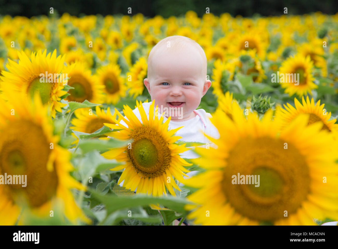 Baby and sunflowers hi-res stock photography and images - Alamy