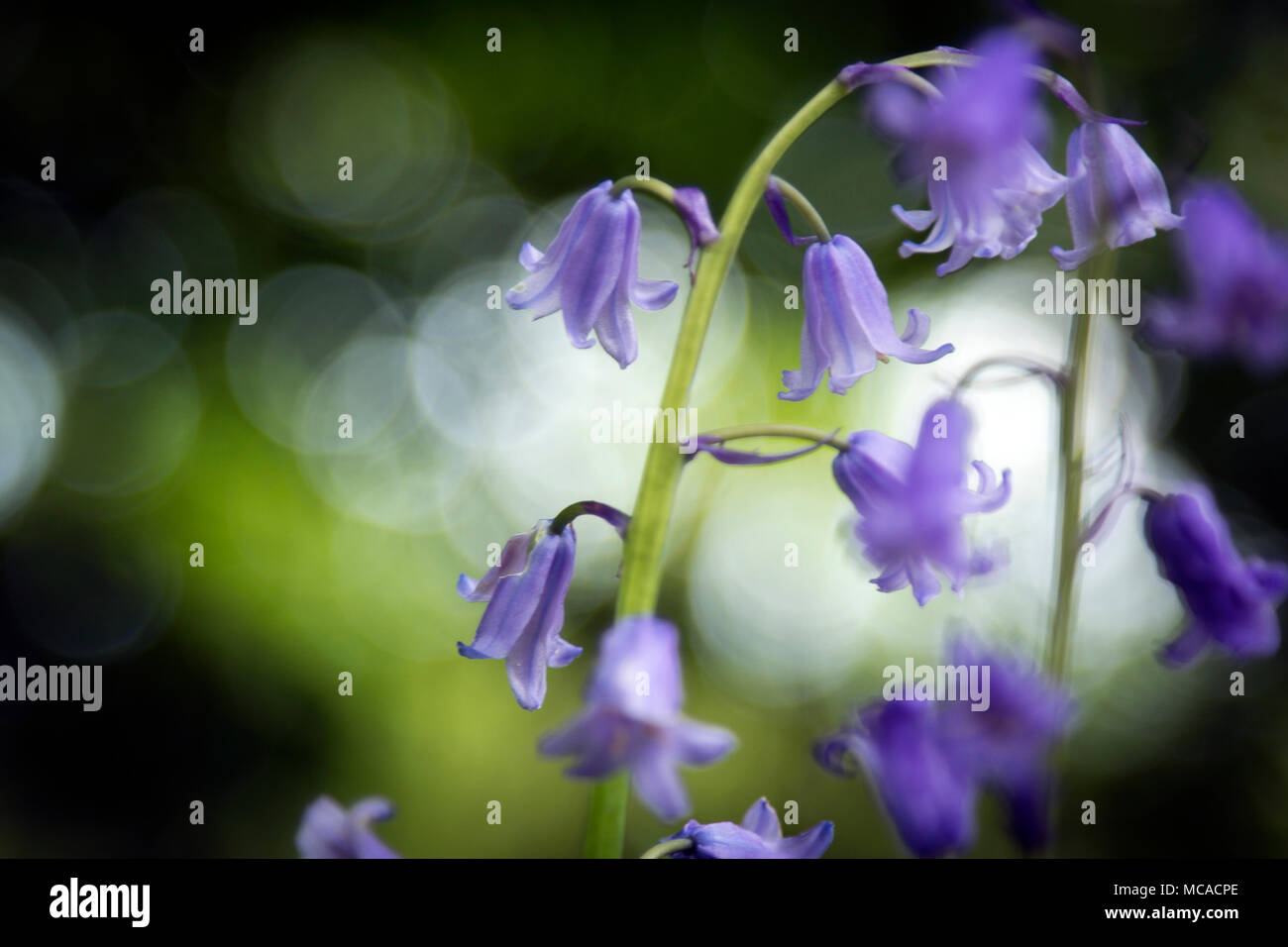 Scottish Bluebell Flowers Stock Photo - Alamy