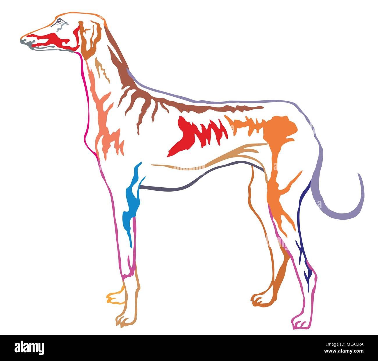 Azawakh vector hi-res stock photography and images - Alamy