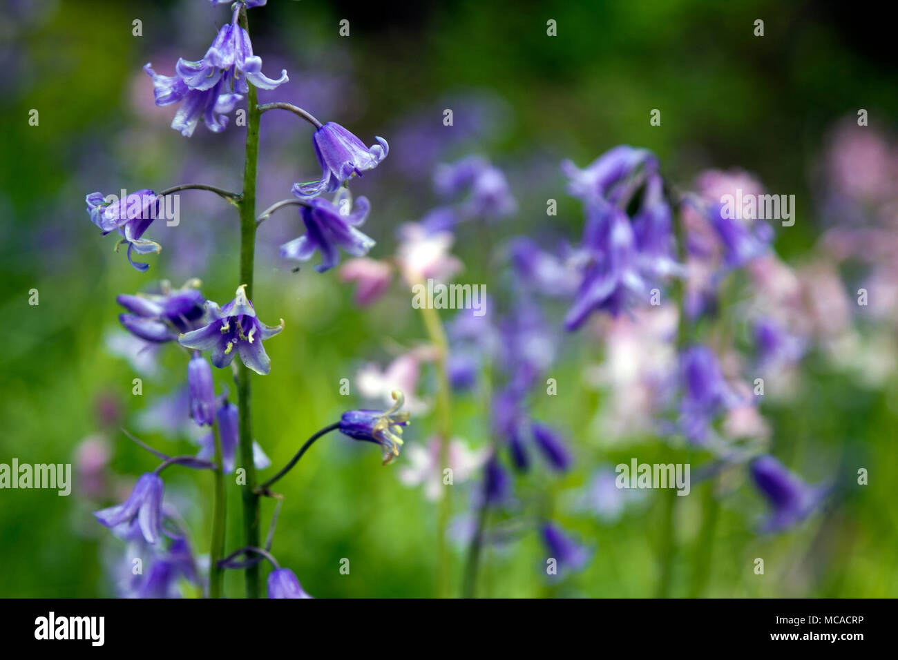Scottish Bluebell Flowers Stock Photo - Alamy