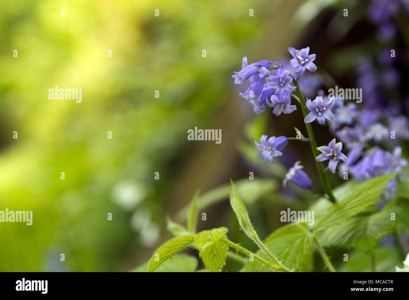 Scottish Bluebell Flowers Stock Photo - Alamy