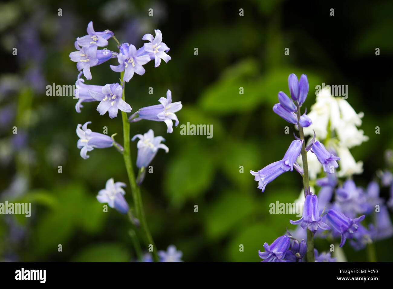 Scottish Bluebell Stock Photos & Scottish Bluebell Stock Images - Alamy