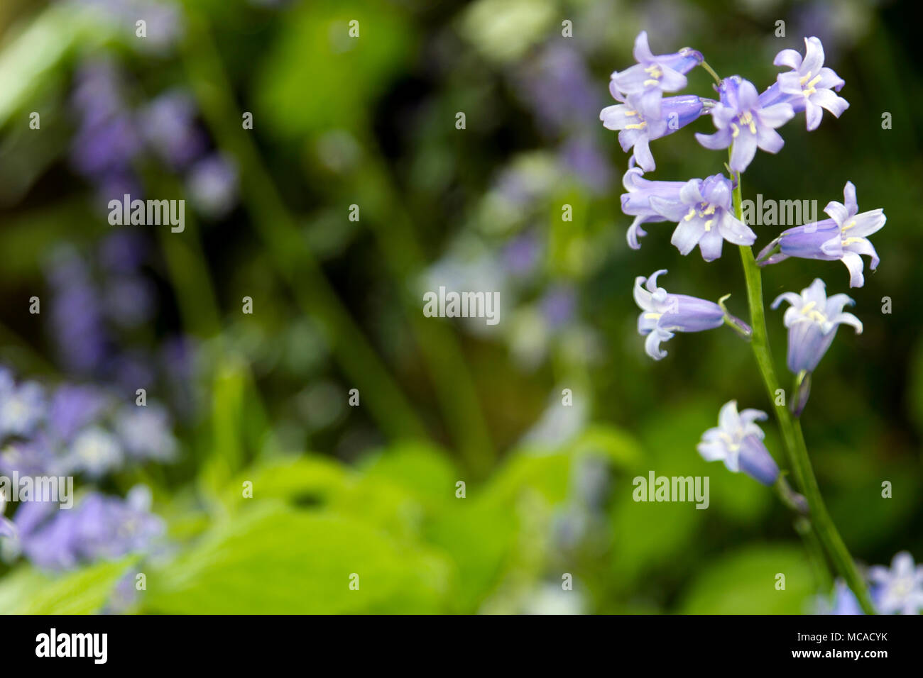 Scottish Bluebell Flowers Stock Photo - Alamy