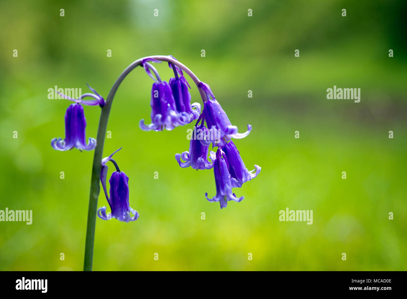 Scottish Bluebell Flowers Stock Photo - Alamy